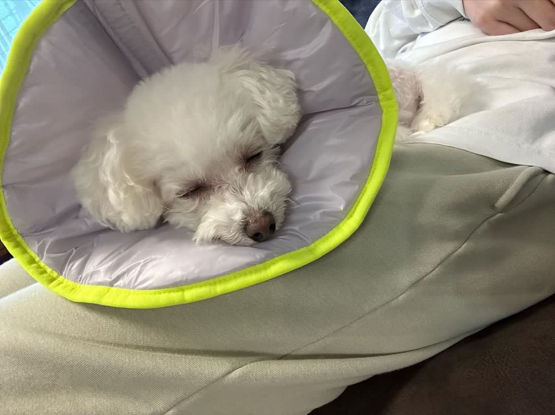 KOGO - 高品質なペット用品の提供-HIGH QUALITY-