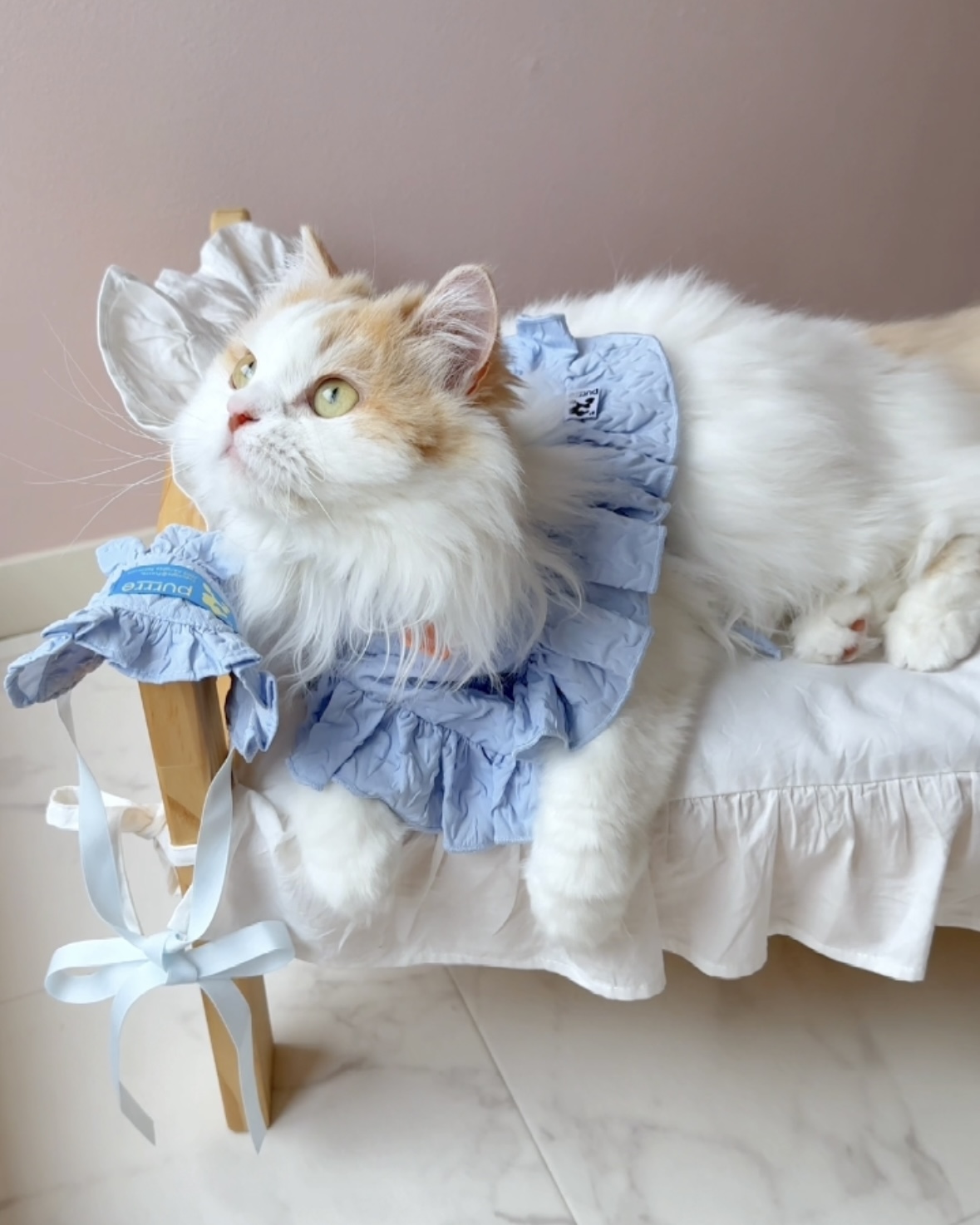 KOGO - 高品質なペット用品の提供-HIGH QUALITY-