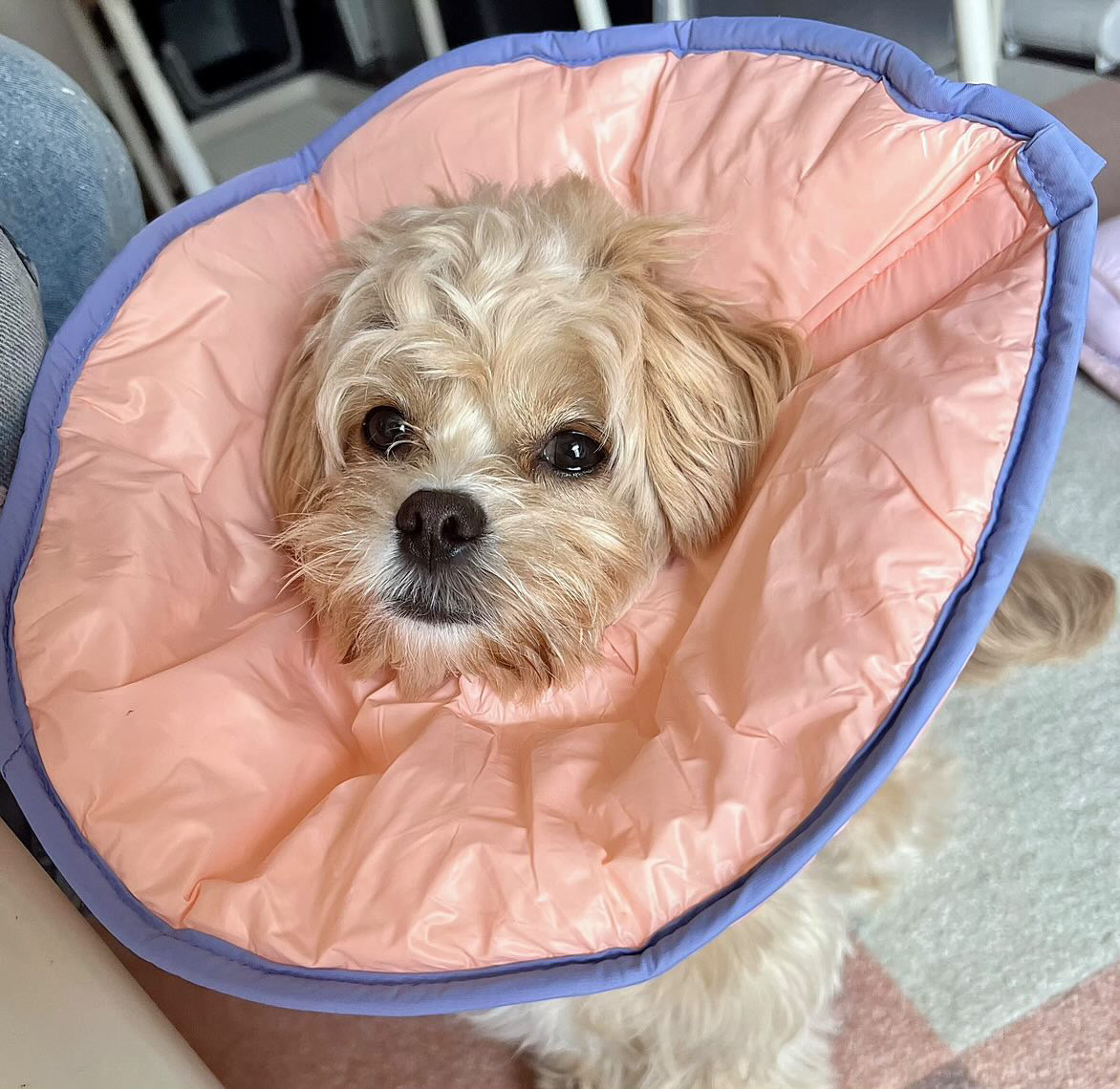 KOGO - 高品質なペット用品の提供-HIGH QUALITY-