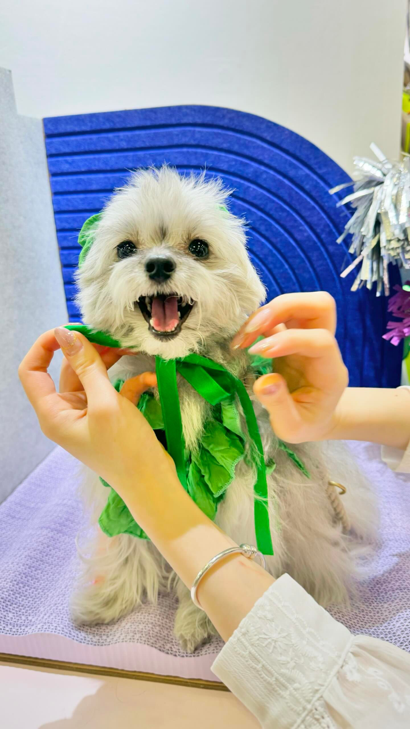 KOGO - 高品質なペット用品の提供-HIGH QUALITY-