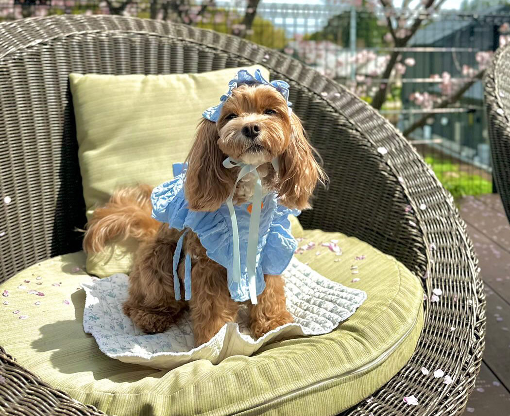 KOGO - 高品質なペット用品の提供-HIGH QUALITY-