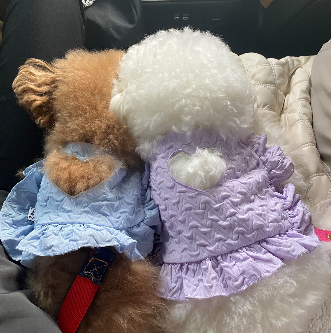 KOGO - 高品質なペット用品の提供-HIGH QUALITY-