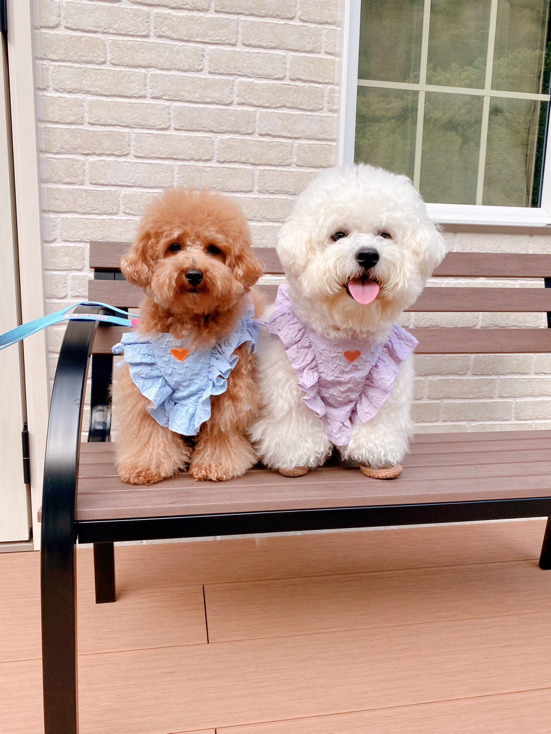 KOGO - 高品質なペット用品の提供-HIGH QUALITY-