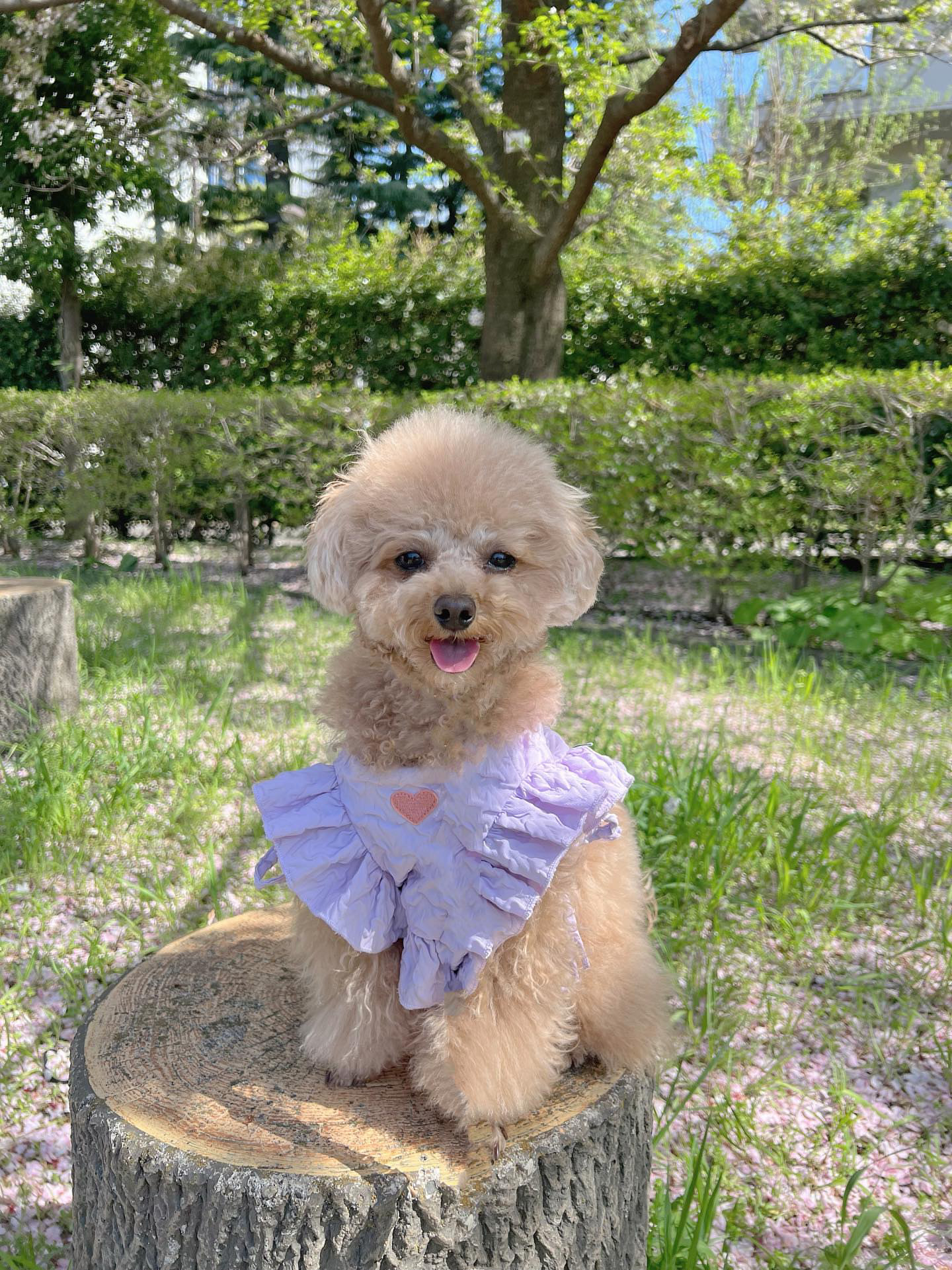 KOGO - 高品質なペット用品の提供-HIGH QUALITY-