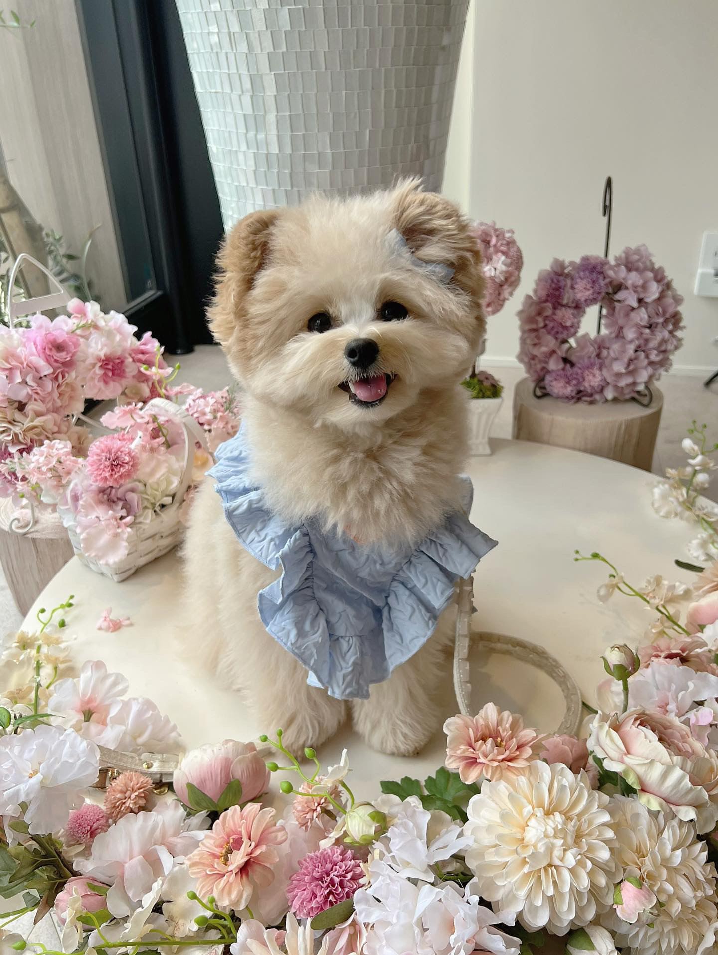 KOGO - 高品質なペット用品の提供-HIGH QUALITY-