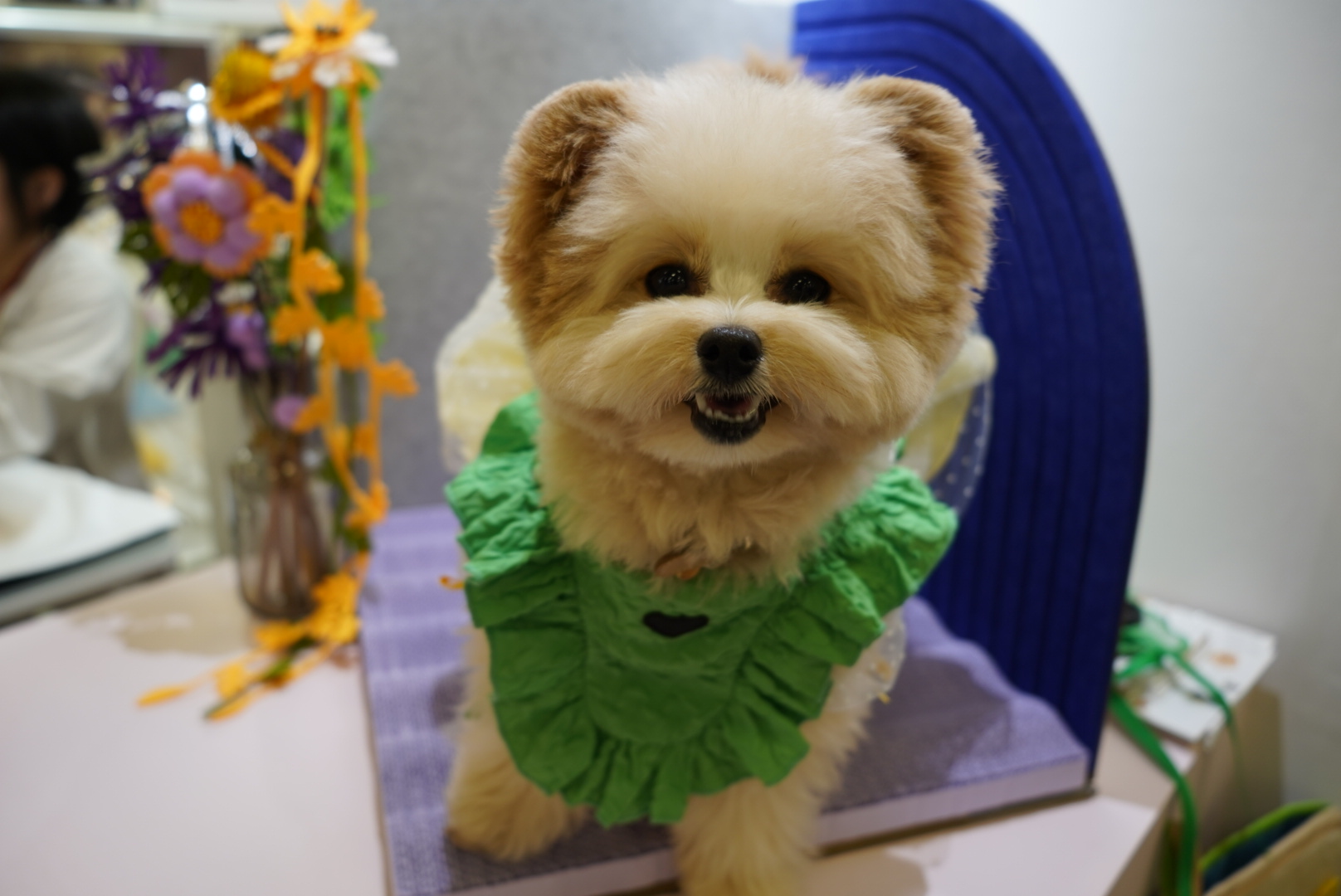 KOGO - 高品質なペット用品の提供-HIGH QUALITY-