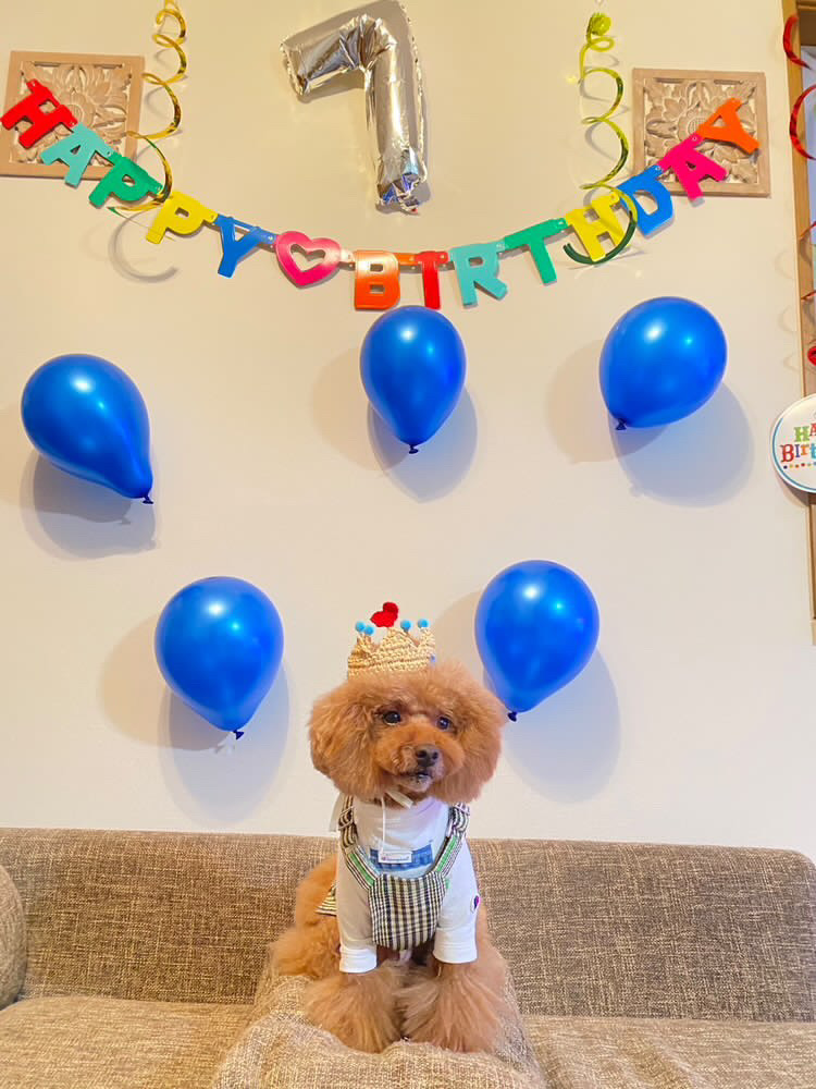 KOGO - 高品質なペット用品の提供-HIGH QUALITY-