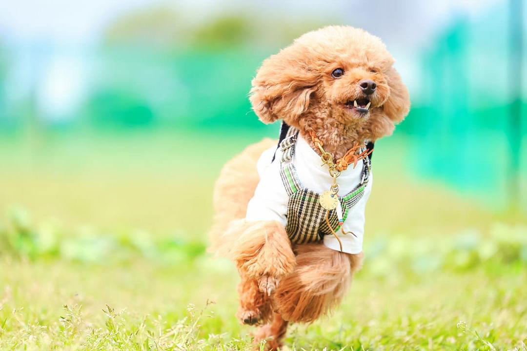 KOGO - 高品質なペット用品の提供-HIGH QUALITY-