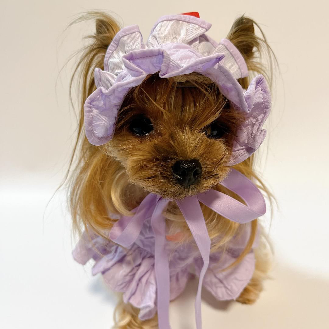 KOGO - 高品質なペット用品の提供-HIGH QUALITY-