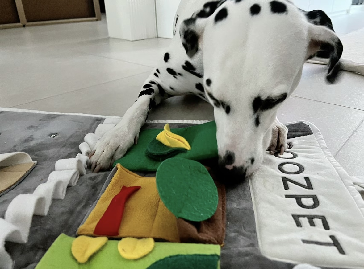 KOGO - 高品質なペット用品の提供-HIGH QUALITY-