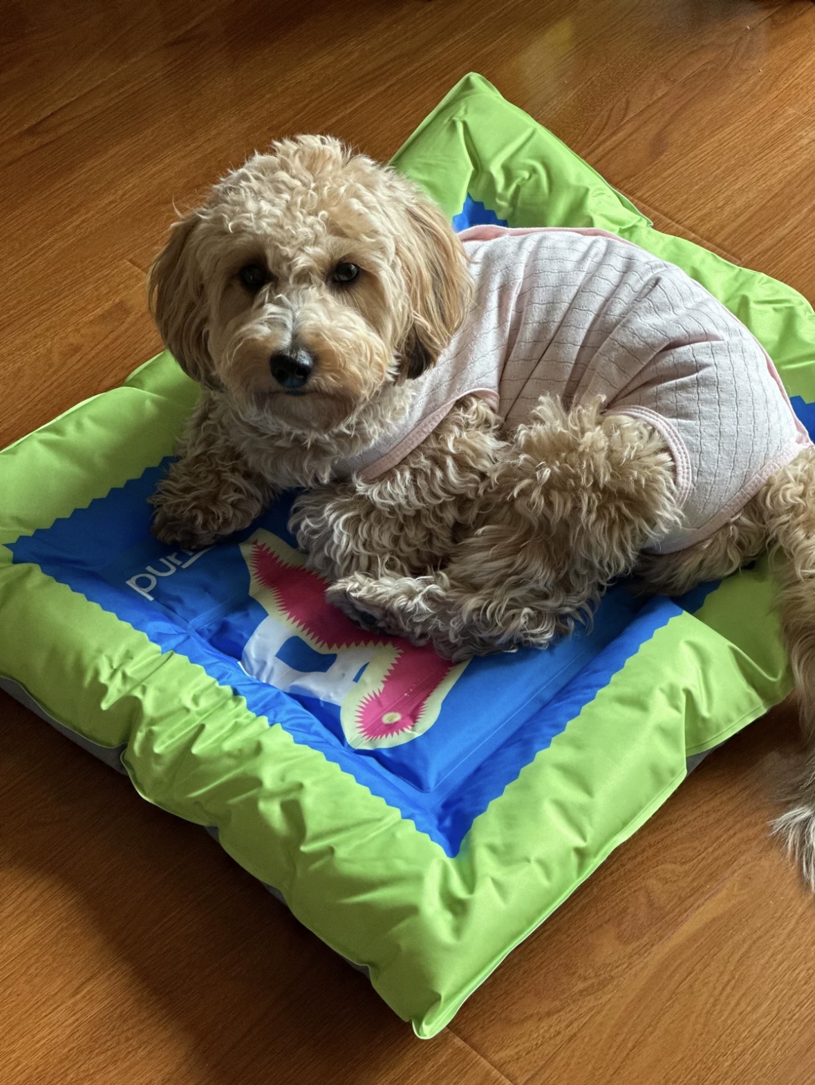 KOGO - 高品質なペット用品の提供-HIGH QUALITY-