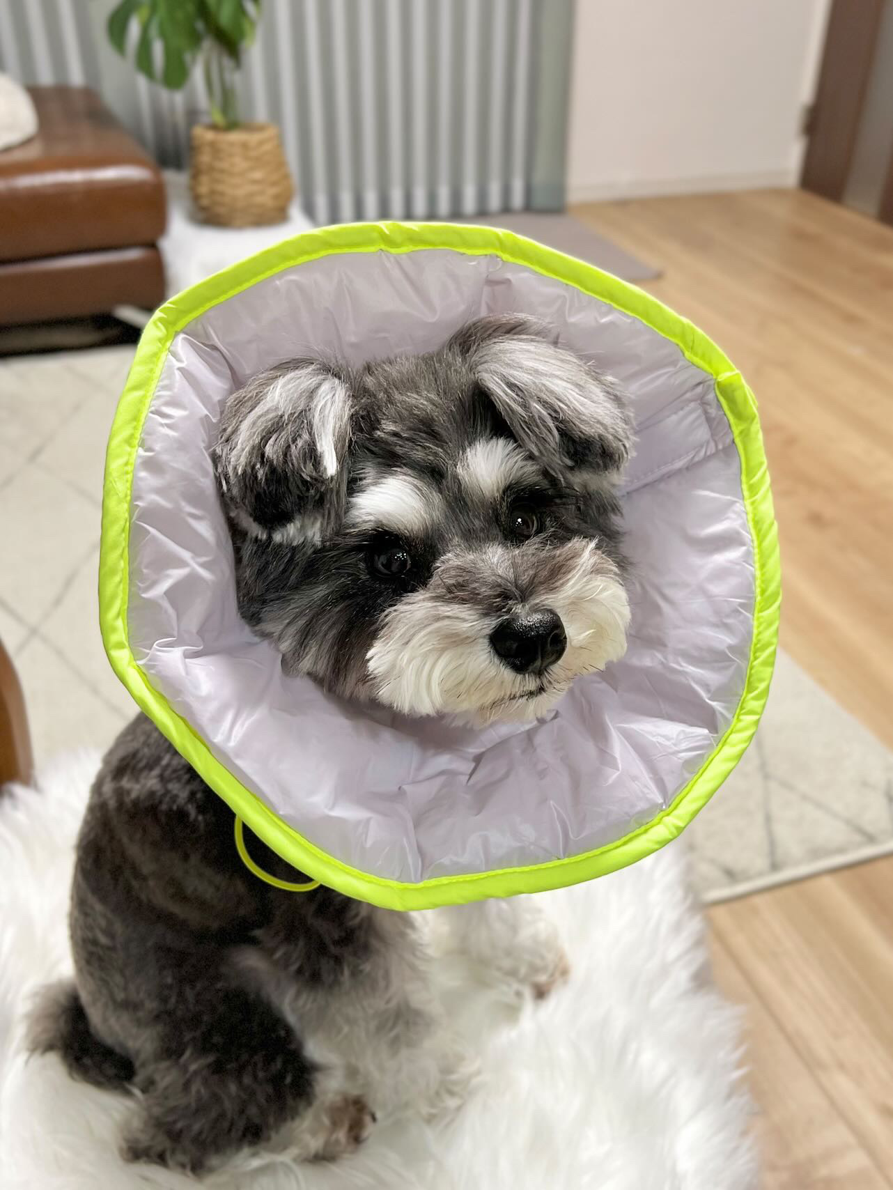 KOGO - 高品質なペット用品の提供-HIGH QUALITY-