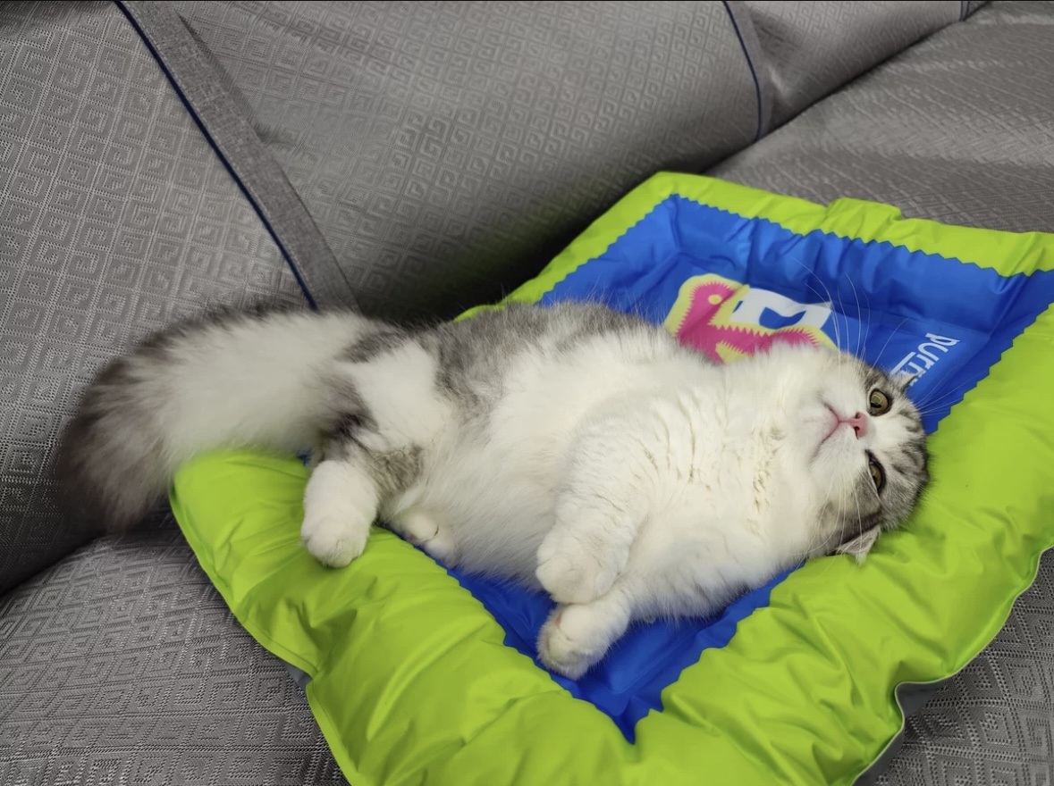 KOGO - 高品質なペット用品の提供-HIGH QUALITY-