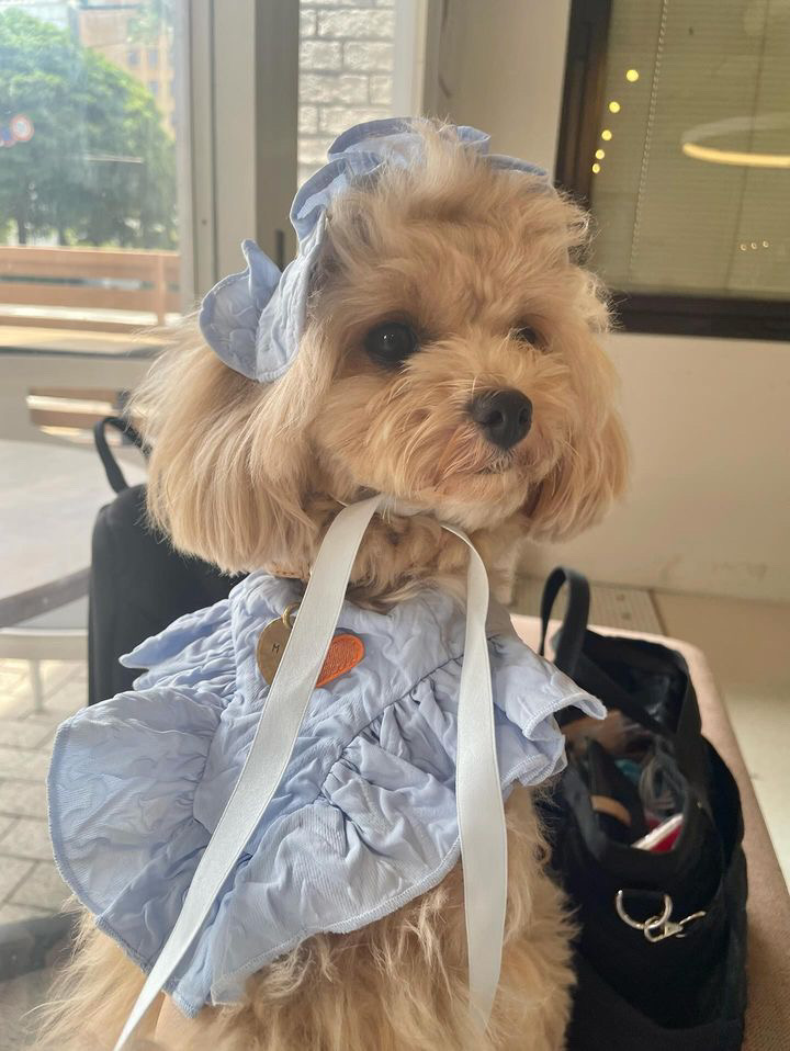 KOGO - 高品質なペット用品の提供-HIGH QUALITY-