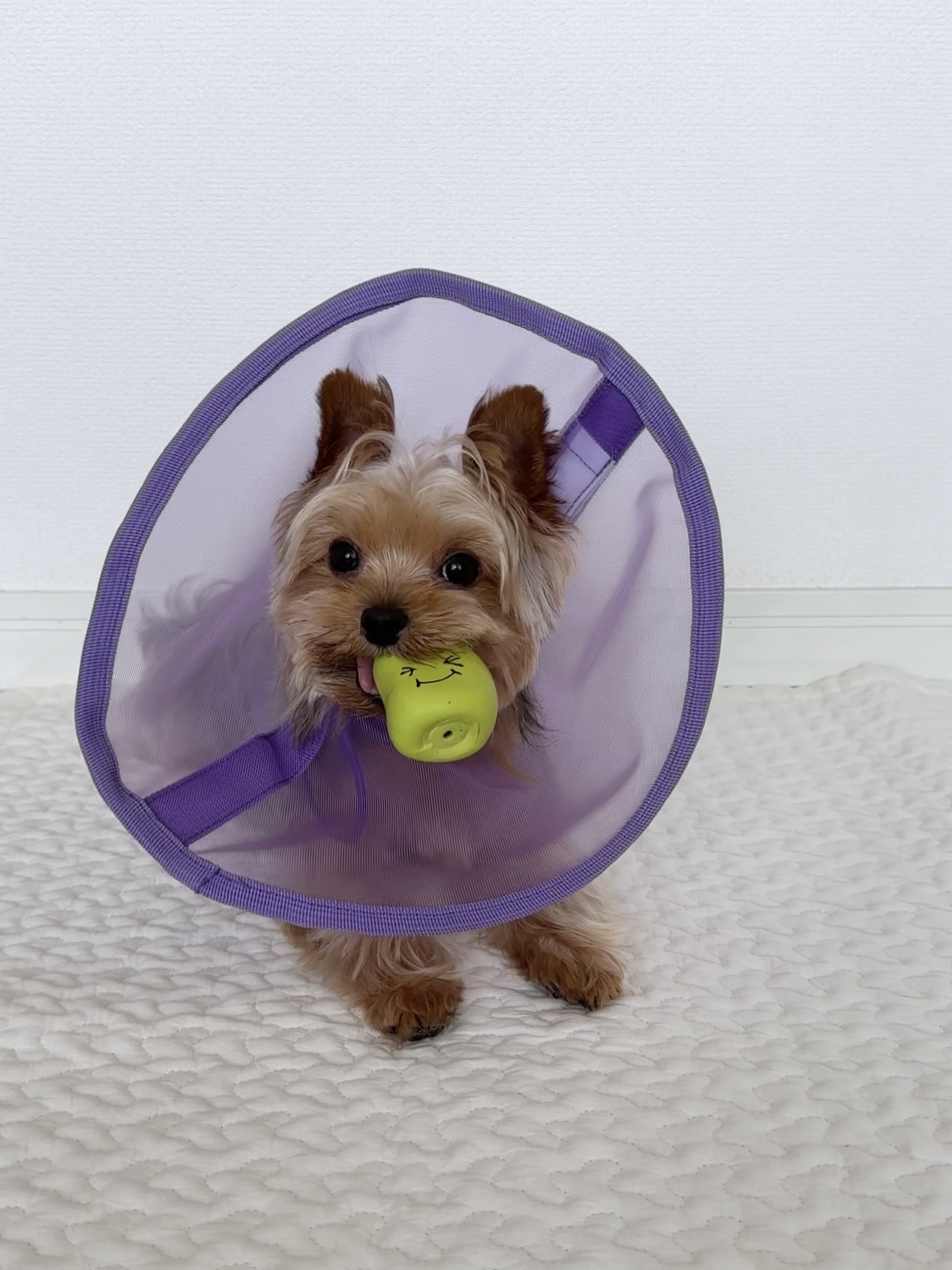 KOGO - 高品質なペット用品の提供-HIGH QUALITY-